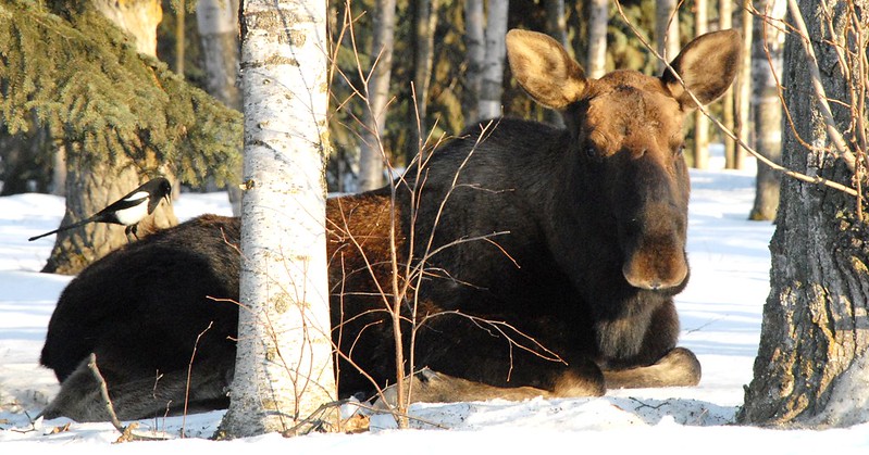 Proposed Anchorage Moose Hunt For Disabled, Limited-Mobility Hunters ...