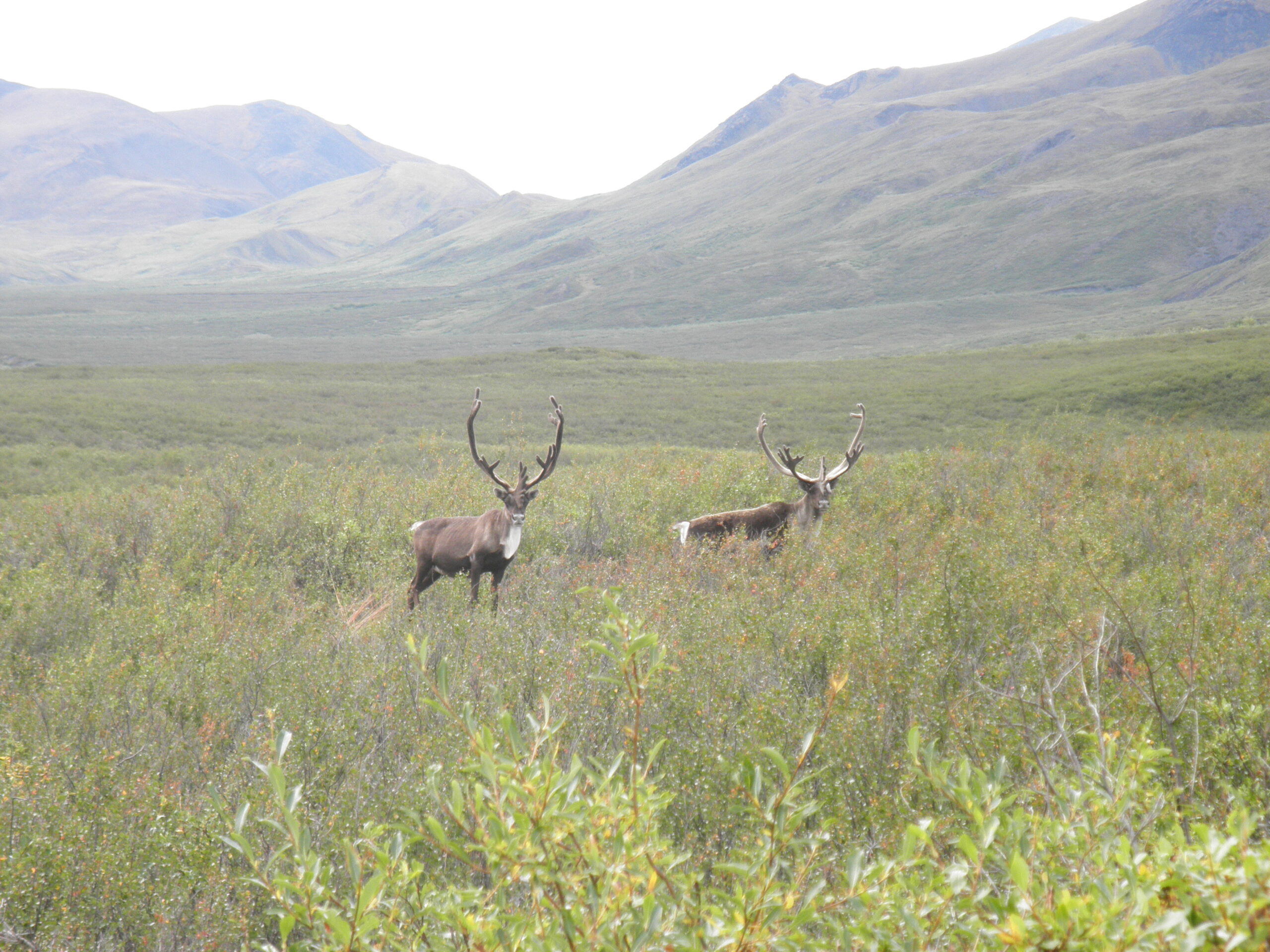 BLM Takes Another Step Towards Blocking Ambler Road Project (Updating)