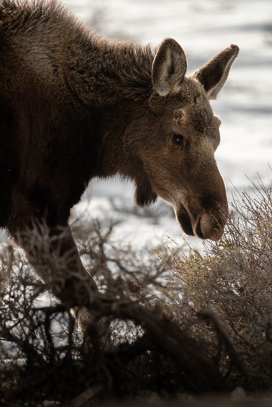 Wildlife Officers Forced To Euthanize Aggressive Moose In Willow