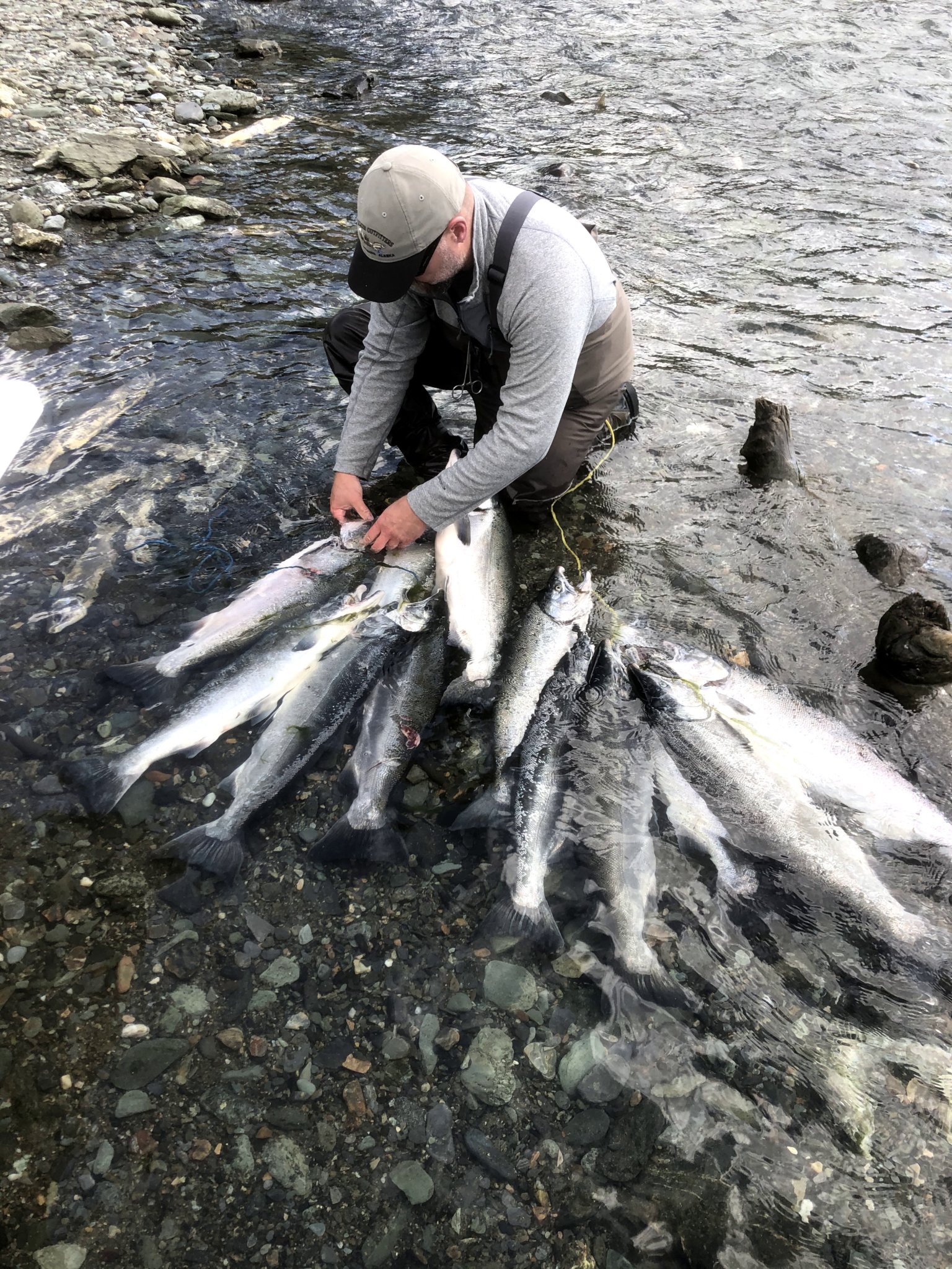 Alaska Salmon Research Task Force Seeking Draft Report Input