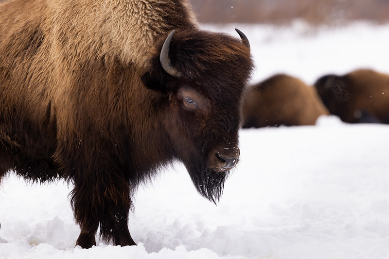 ADFG Announces Reduction In Delta Junction Bison Hunt Permits