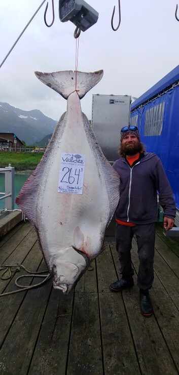 264-Plus Pound Fish Takes Lead In Valdez Halibut Derby