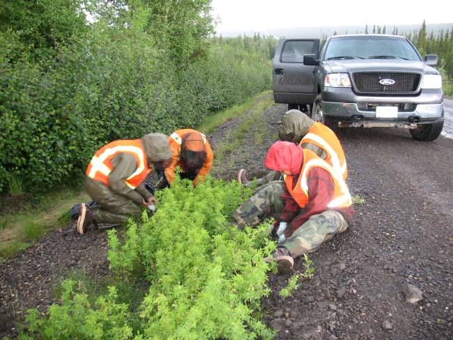 USFWS On Anchorage's Preventative Measures To Curb Invasive Plants