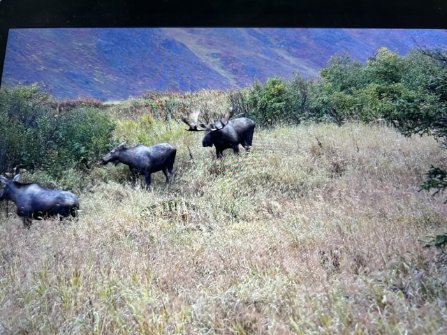 Raised In Alaska Finds More Big Bulls In The Backcountry
